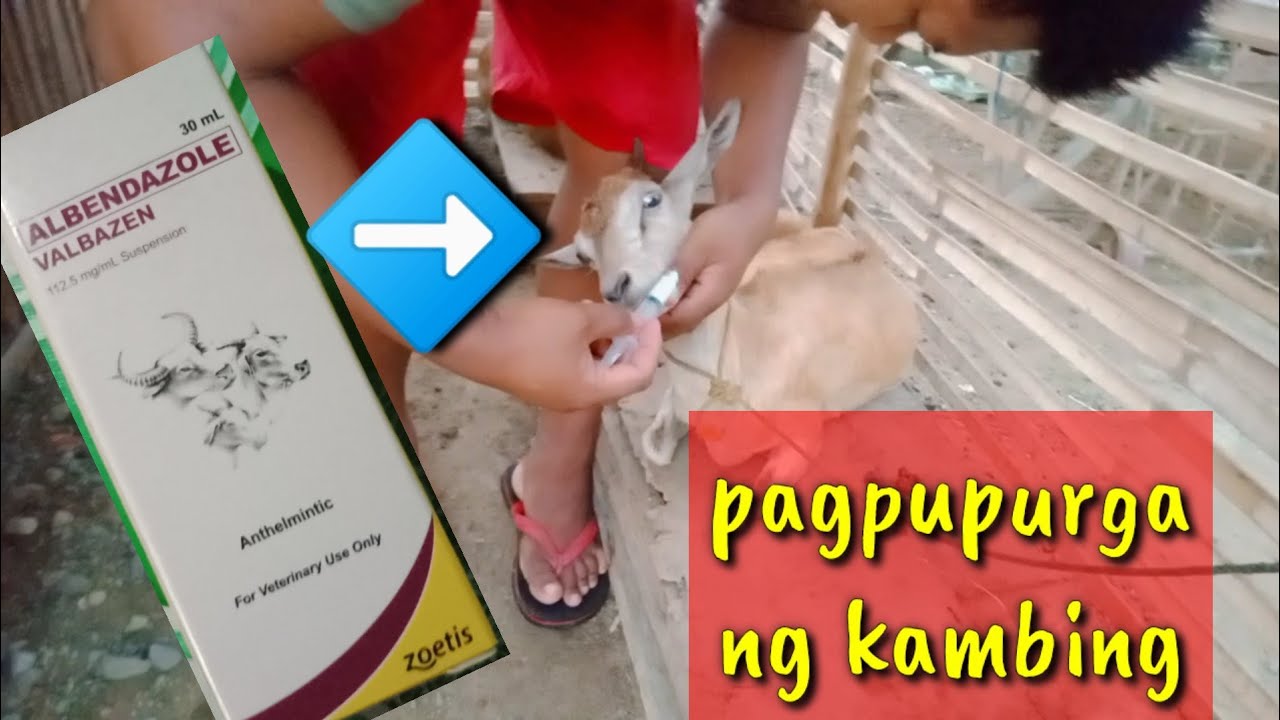 kailan at paano MAGPURGA NG KAMBING? anong gamot Ang pwede sa KAMBING ...