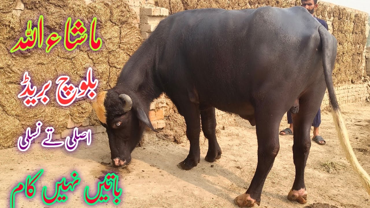 Pure Nili Buffalo's Bull for sale in punjab pakistan on youtube 6 ...