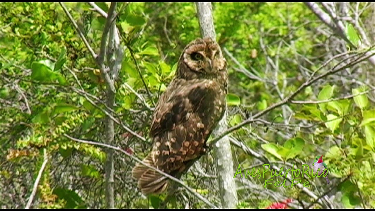 MÚCARO REAL (Short-eared Owl, Asio flammeus) Especie rapaz - YouTube