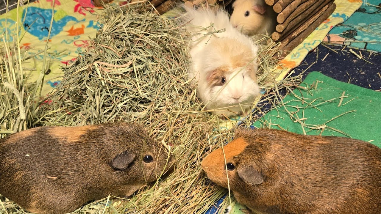 New Hay Has Arrived!! - YouTube