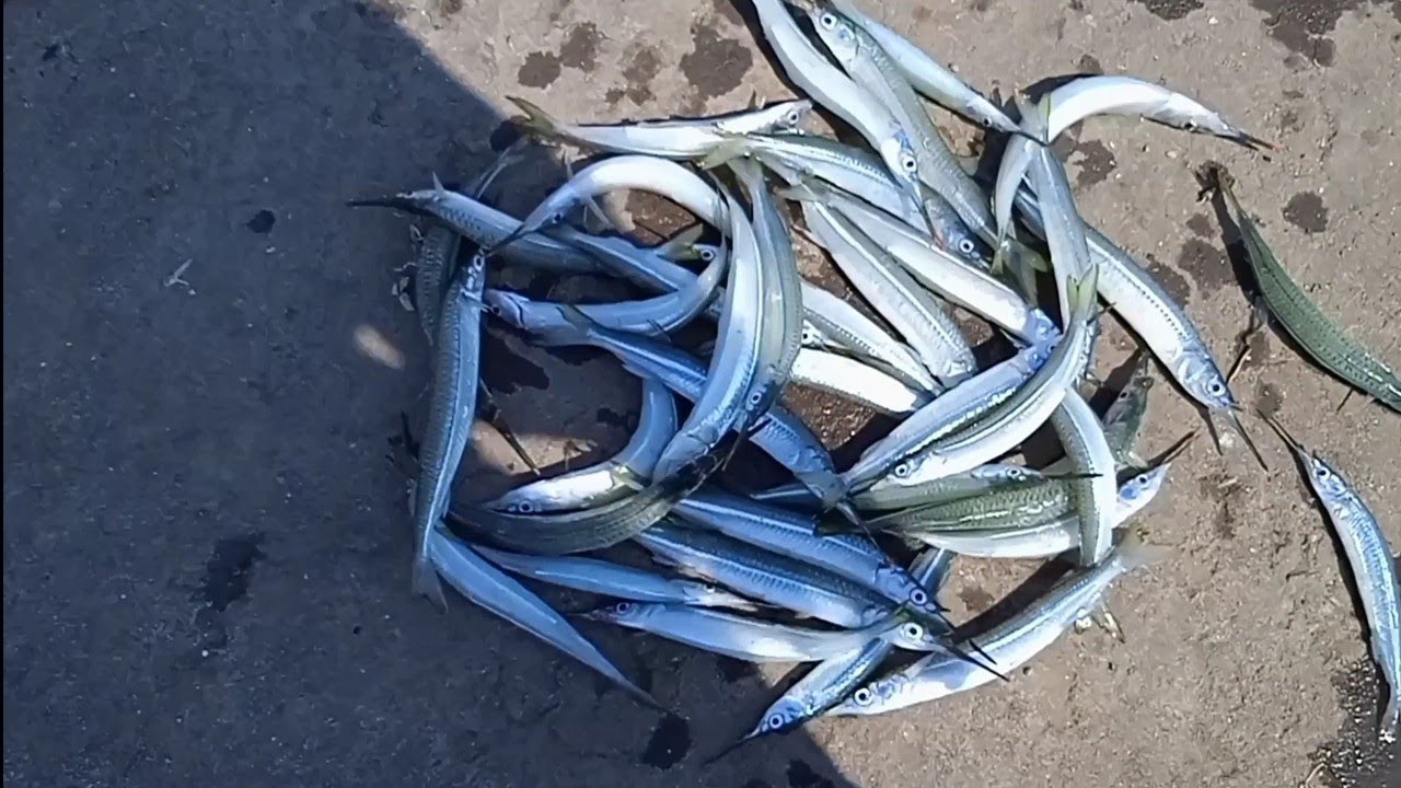 umpan ini jitu untuk mancing ikan julung-julung / halfbeak fish - YouTube