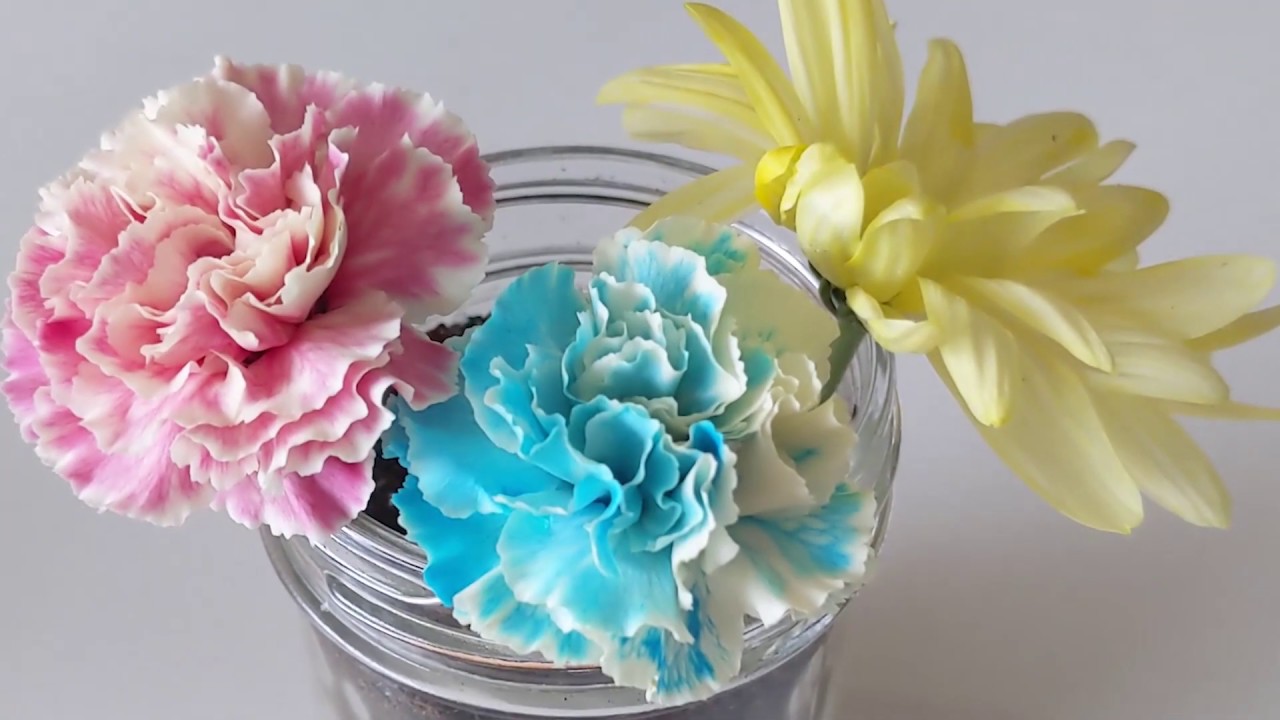 Explore A Flower's Vascular System (Biology for Kids!) - YouTube