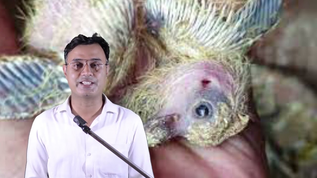 4k ultra hd video Pigeon Pox Treatment 100% Result | How to Cure Pigeon ...