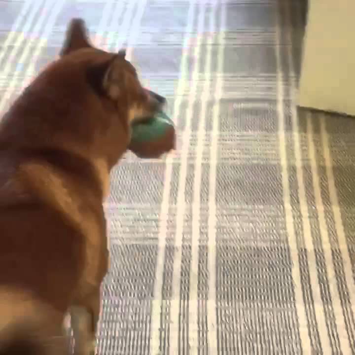 More Dancing Shiba Inu - YouTube