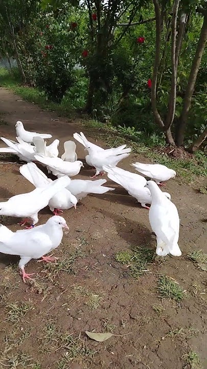 Flying dove - YouTube