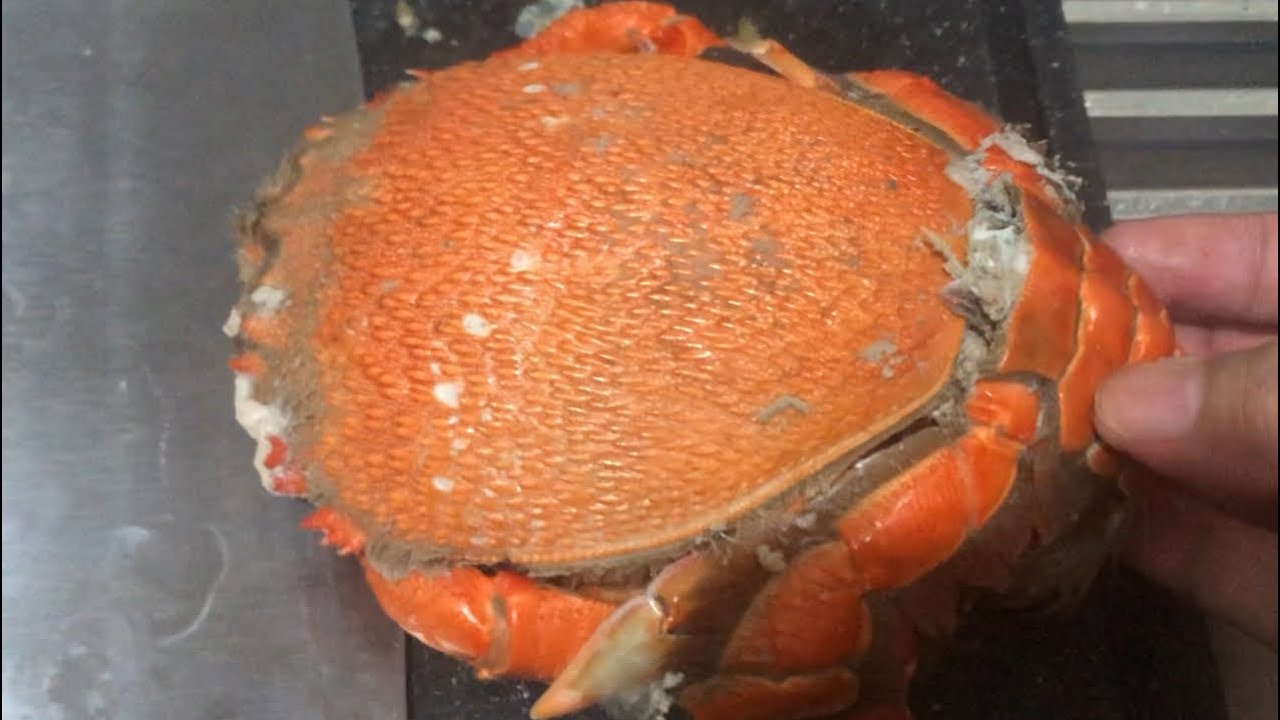 Curacha in Alavar Sauce - YouTube