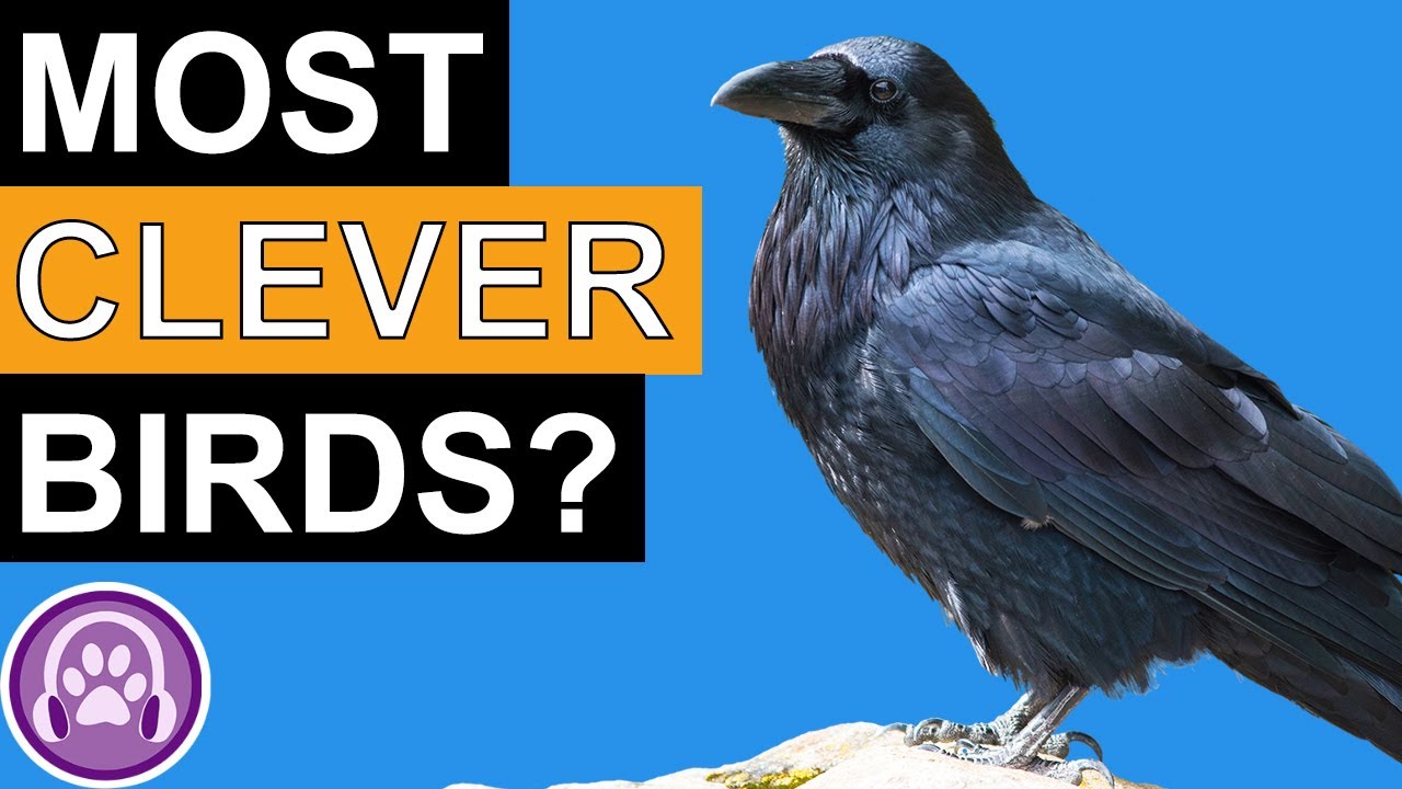The Most Clever Bird Species! - YouTube