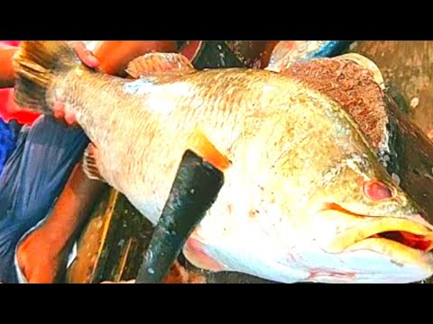 part no 14 Big Bheki fish cleaning & cutting video ||Master Fish ...