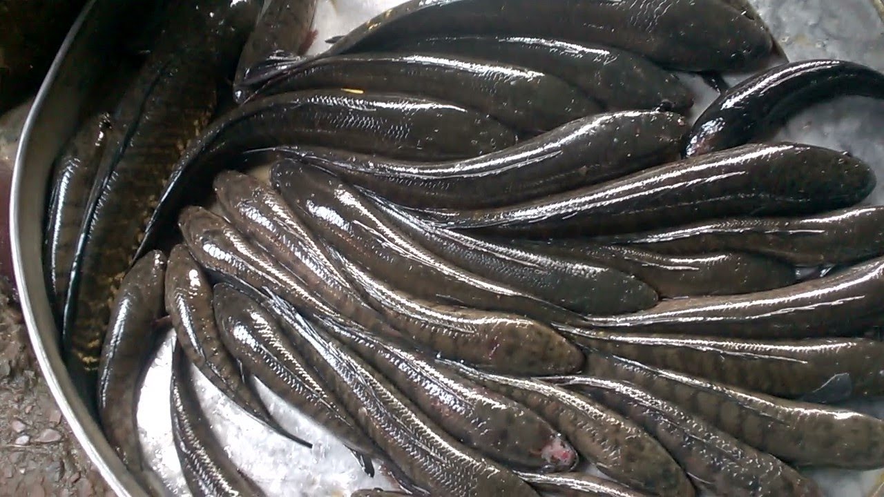 #bd #live fish show fish market#fish cutting_videos | Bangladeshi Fish ...