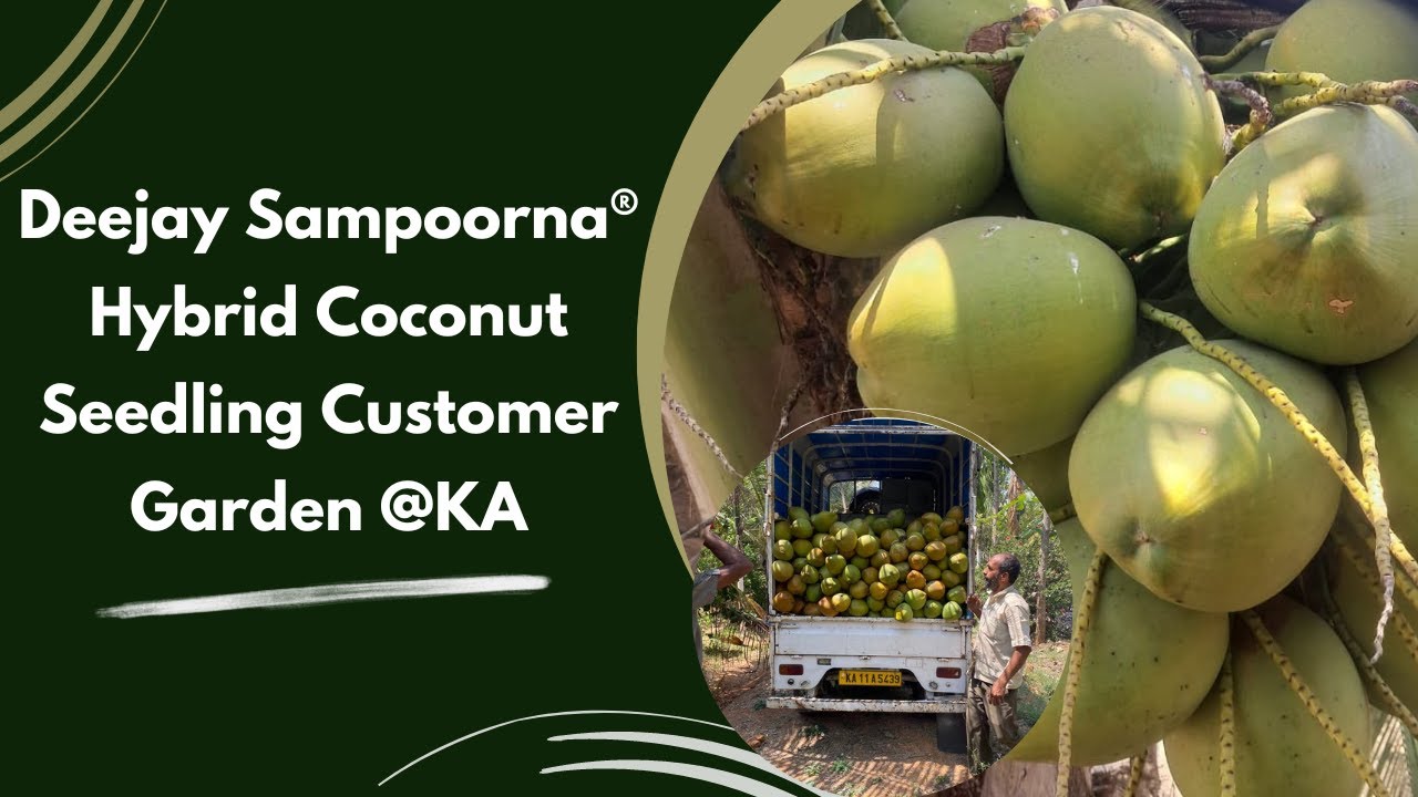 Deejay Sampoorna® Hybrid Coconut Seedling Customer Garden @ Karnataka # ...