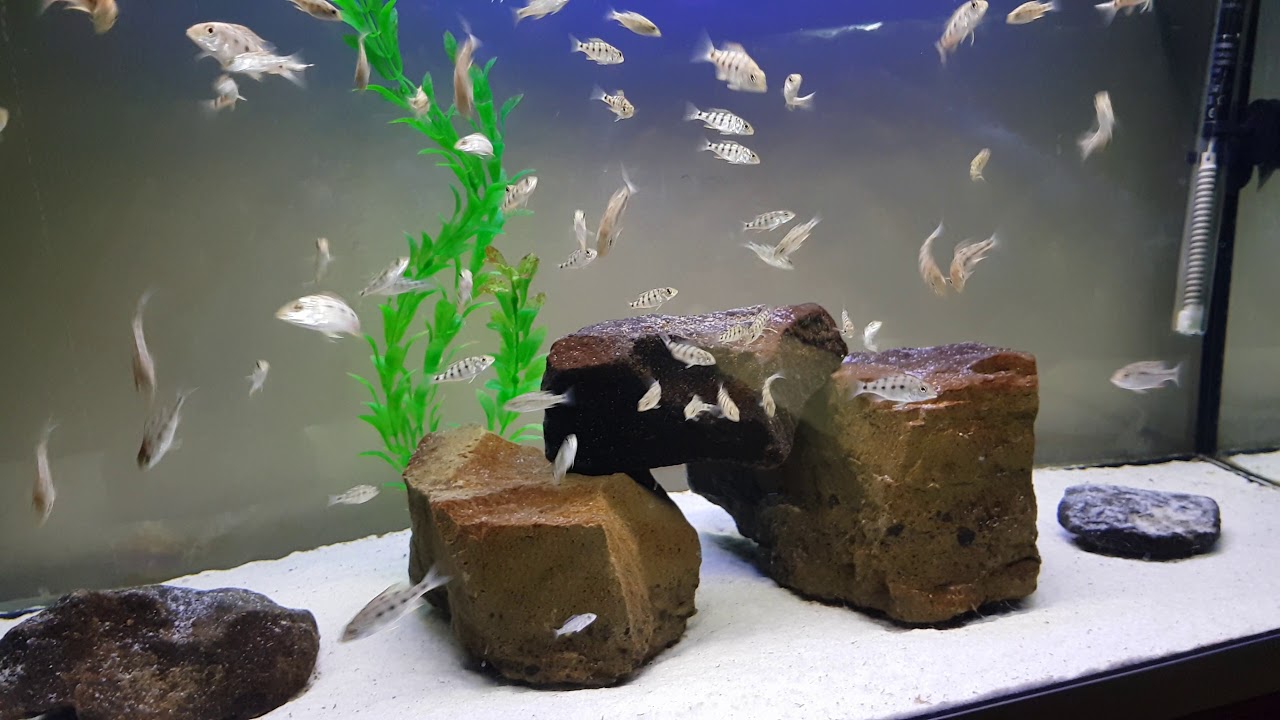Fossochromis Rostratus babies - YouTube
