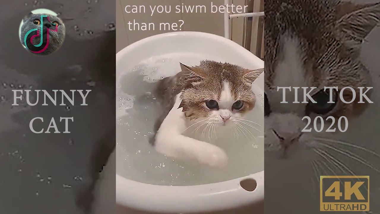 Tiktok cats #78 | THE MOST FUNNY CAT ON TIKTOK 2020 - YouTube