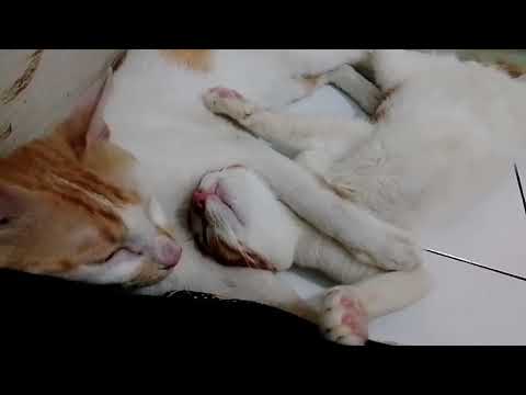 MANJA KE MAMA ❌ MANJA KE OM ✅