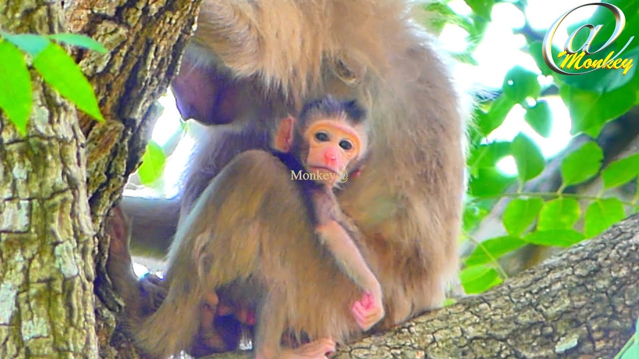 Welcome to a new member Baby Marina Monkey was born yesterday | He is ...