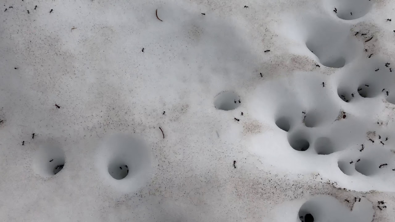 Alpine ants - snow tunnels - YouTube
