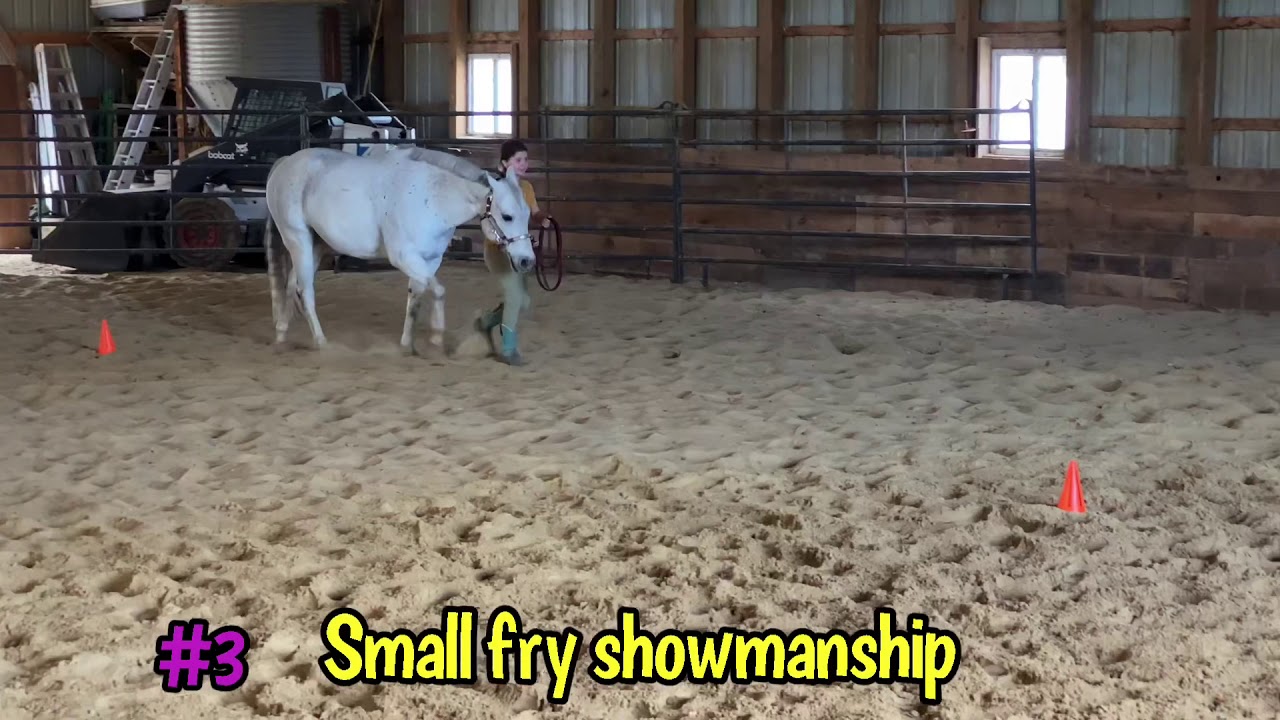 Small fry showmanship - YouTube