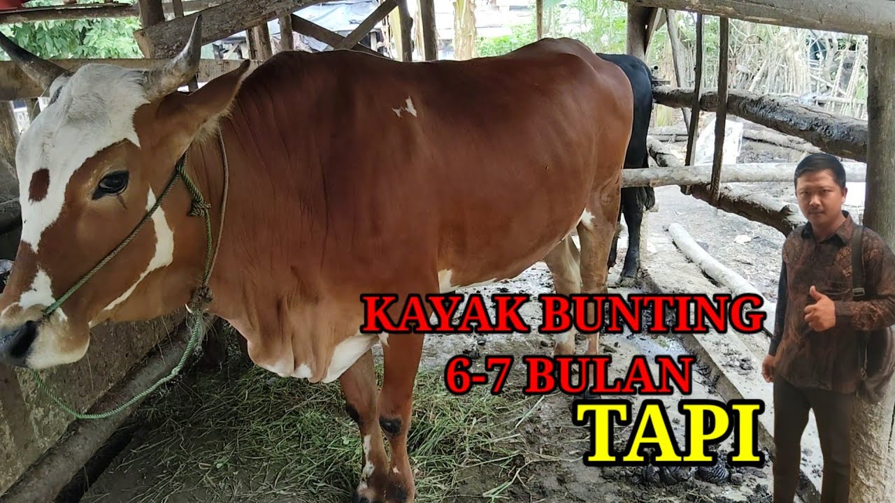 Ciri ciri sapi indukan bunting 3-4 bulan# - YouTube