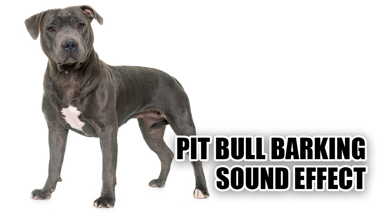 Pit Bull Barking 🐕 Pit Bull Sound Effect 🐶 Pit Bull Barks - YouTube
