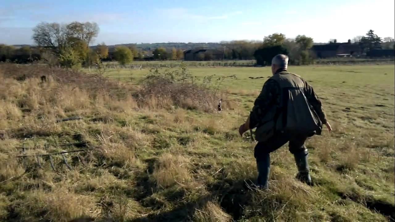 hunting rabbits with a male harris hawk 3 - YouTube