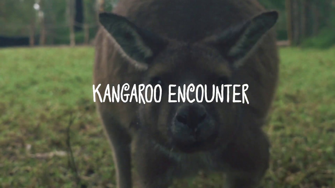 Kangaroo Encounter at Healesville Sanctuary - YouTube