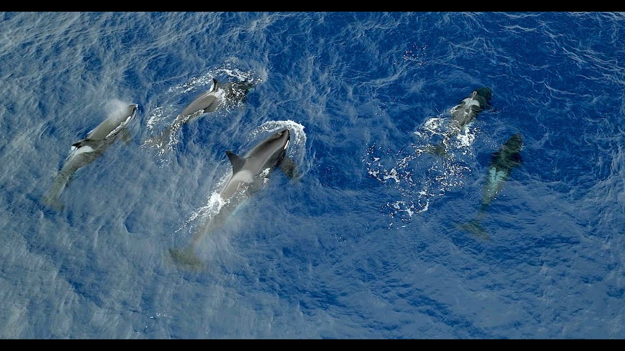 Orca Whale Watch - WildLive Monday - 5 Feb 2024 - YouTube