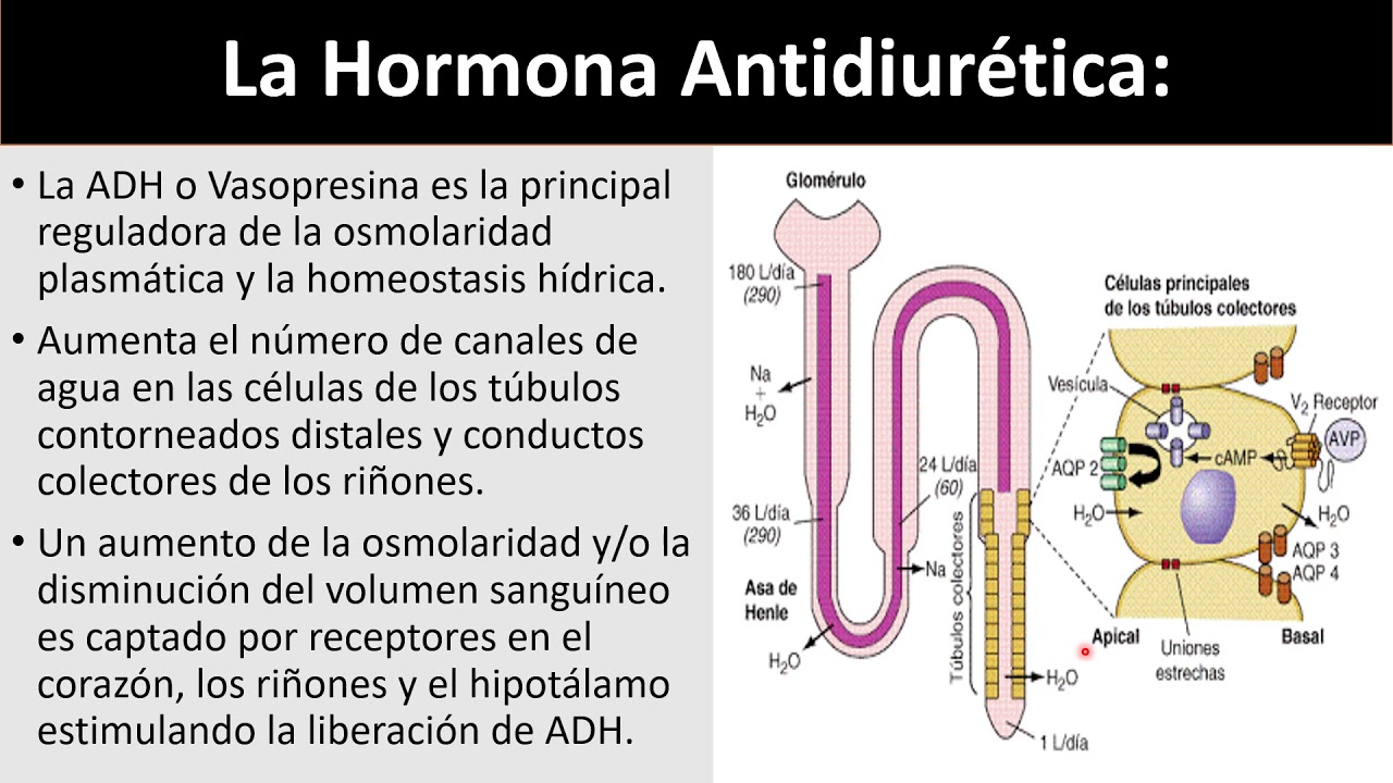ADH - YouTube
