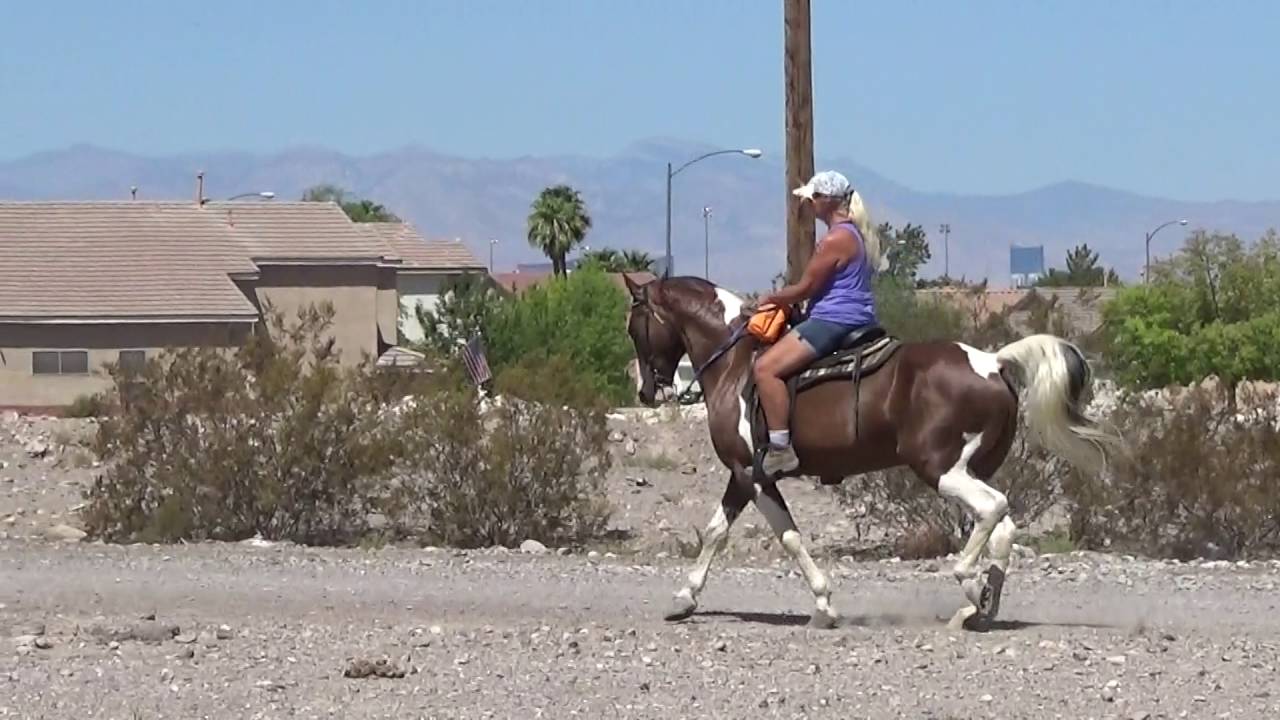 King gaiting - YouTube