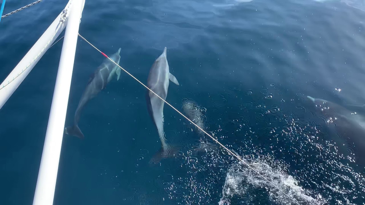 Racing Dolphins of the coast of Palo Verdes California - YouTube