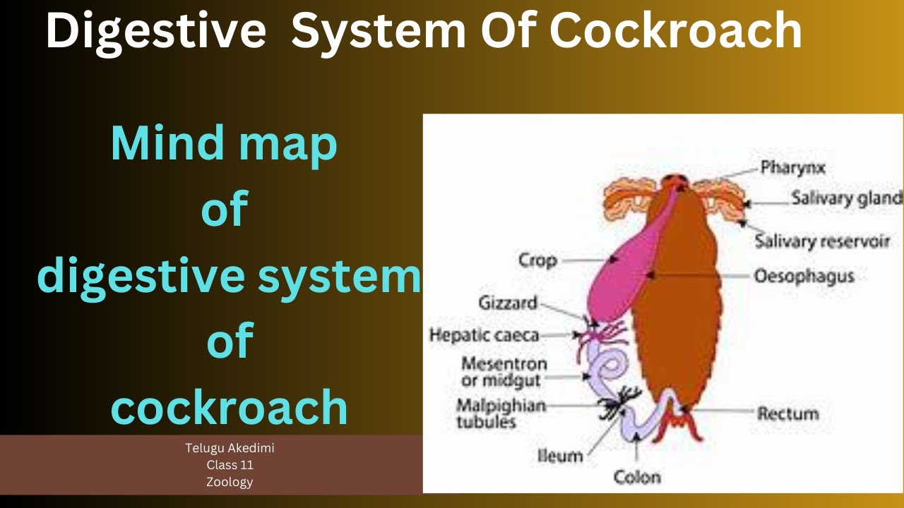 Digestive system of cockroach #digestivesystem #cockroach #neet # ...