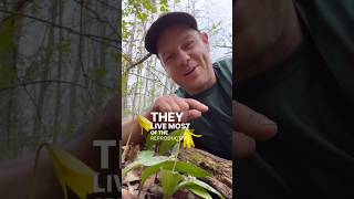 What’s the deal with trout lilly (Erythronium americanum)? #flower #plants #nature #forests #shorts