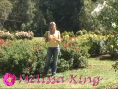 How to Care for Your Flower Carpet Roses - USA Version - YouTube