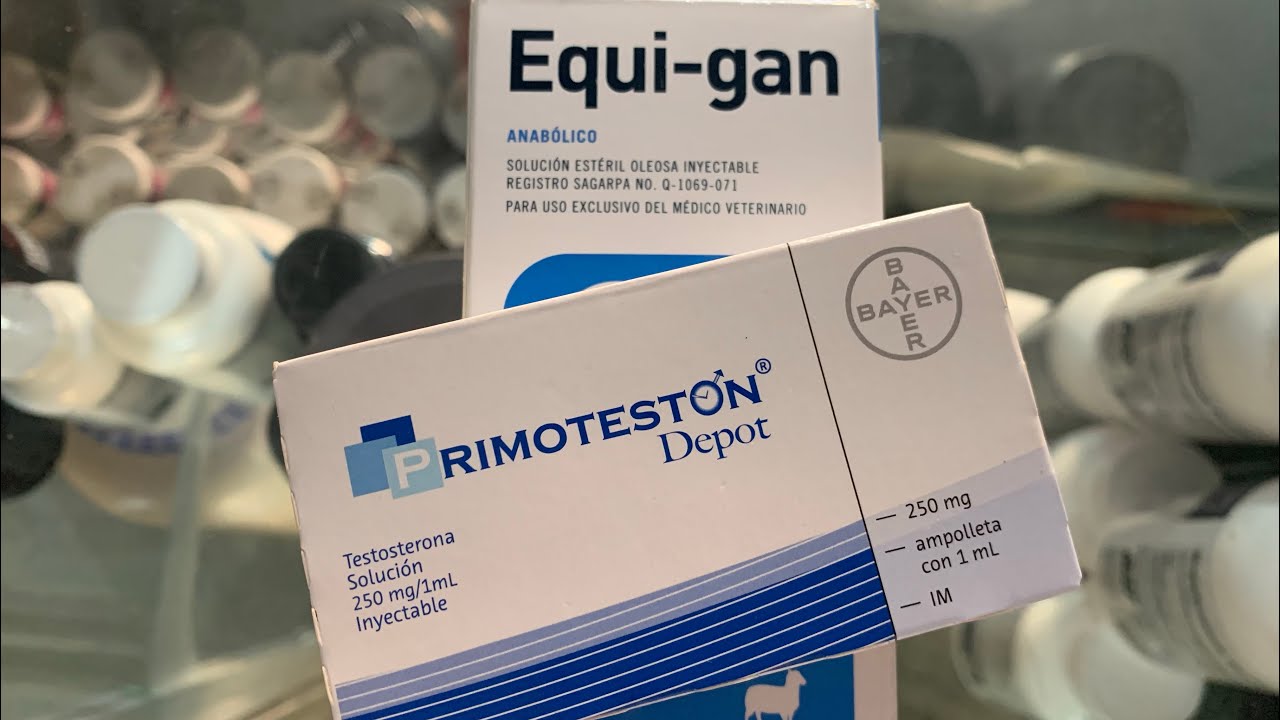 CICLO DE BOLDENONA y TESTO - YouTube