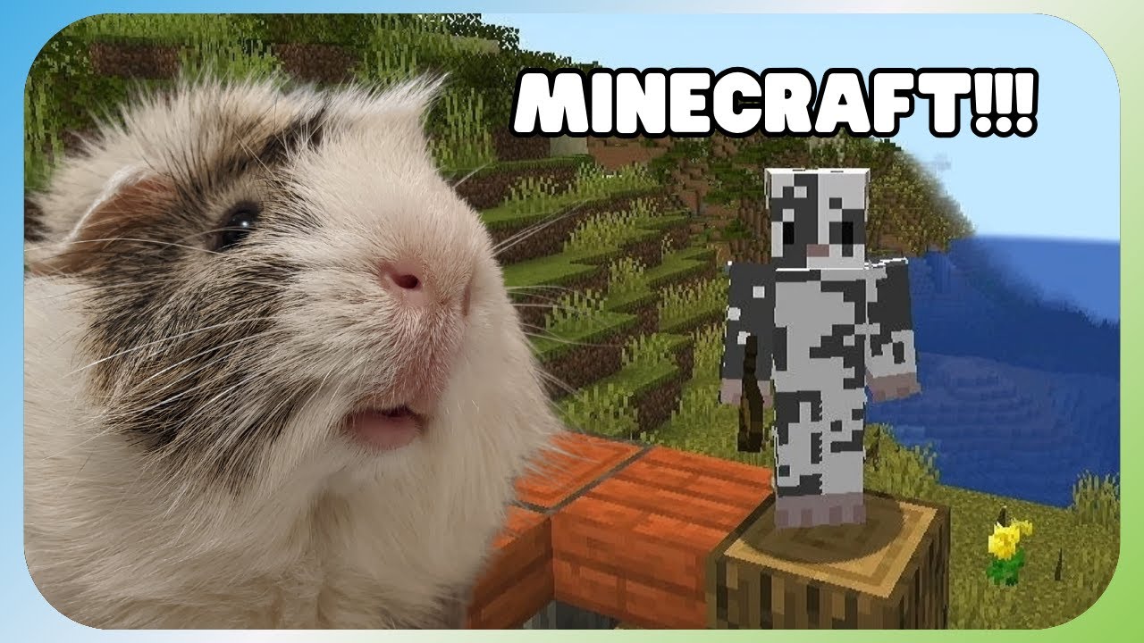 Guinea Pig Artemis Plays Minecraft! - YouTube