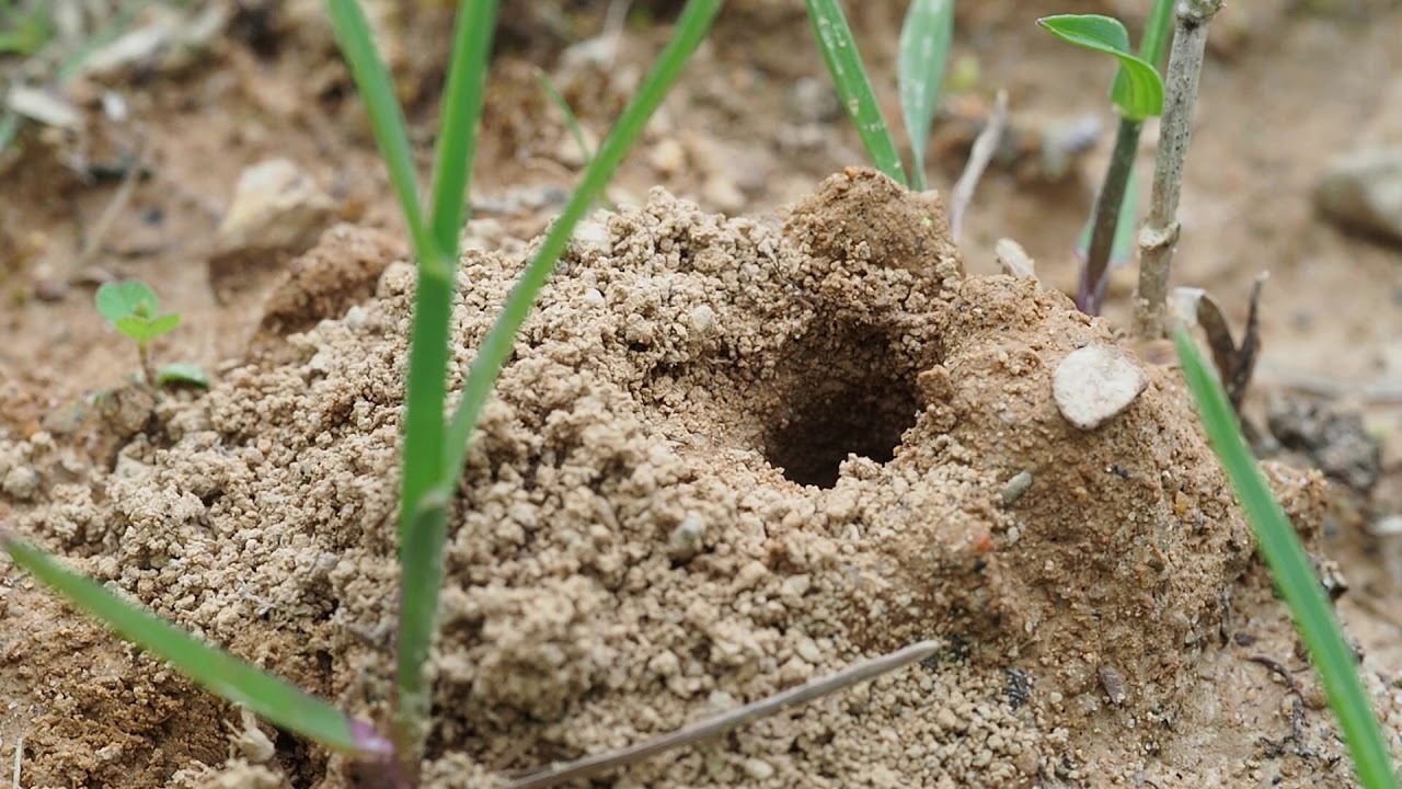 Colletes inaequalis enters nest burrow in Franklin County Ohio - YouTube