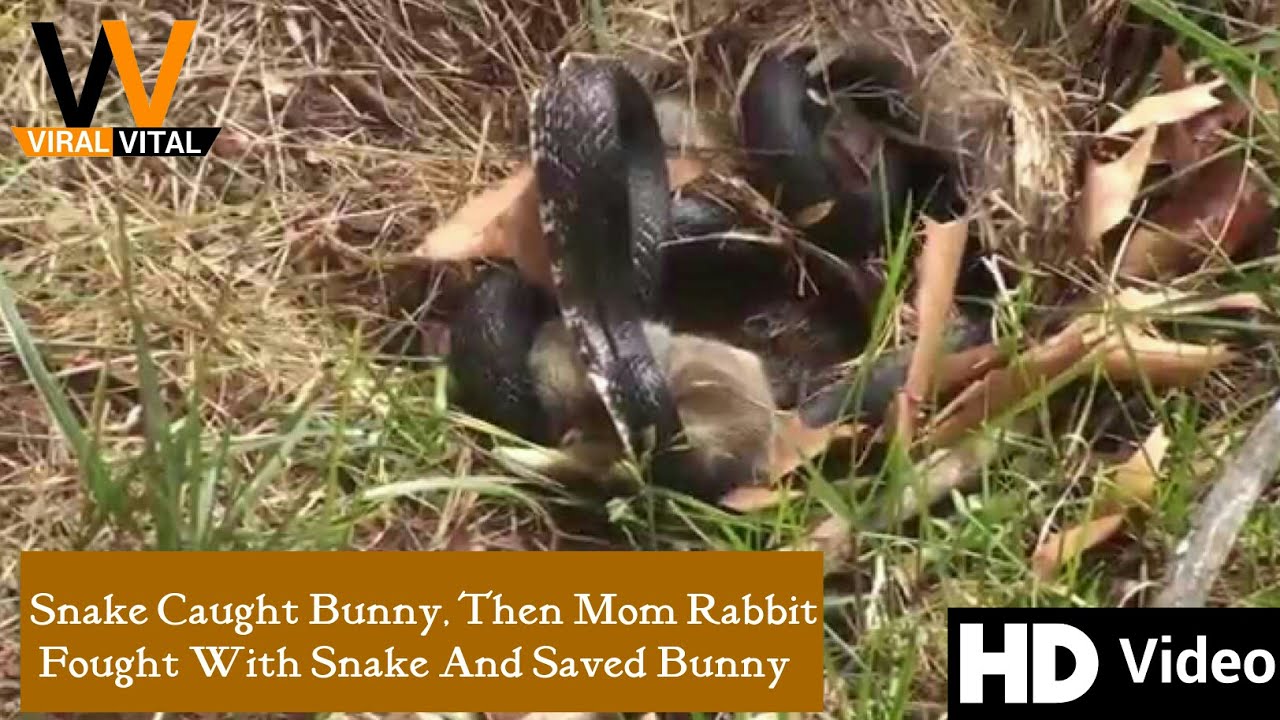 Snake Caught Bunny, Then Mom Rabbit Fought With Snake And Saved Bunny ...