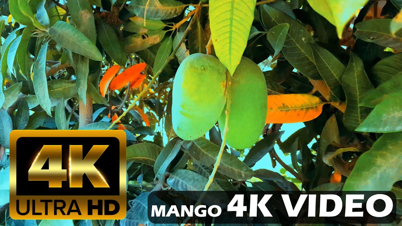 MANGO: 4K NATURE VIDEO - YouTube