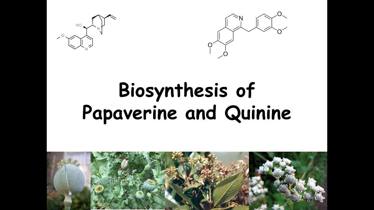 Biosynthesis of Papaverine and Quinine - YouTube