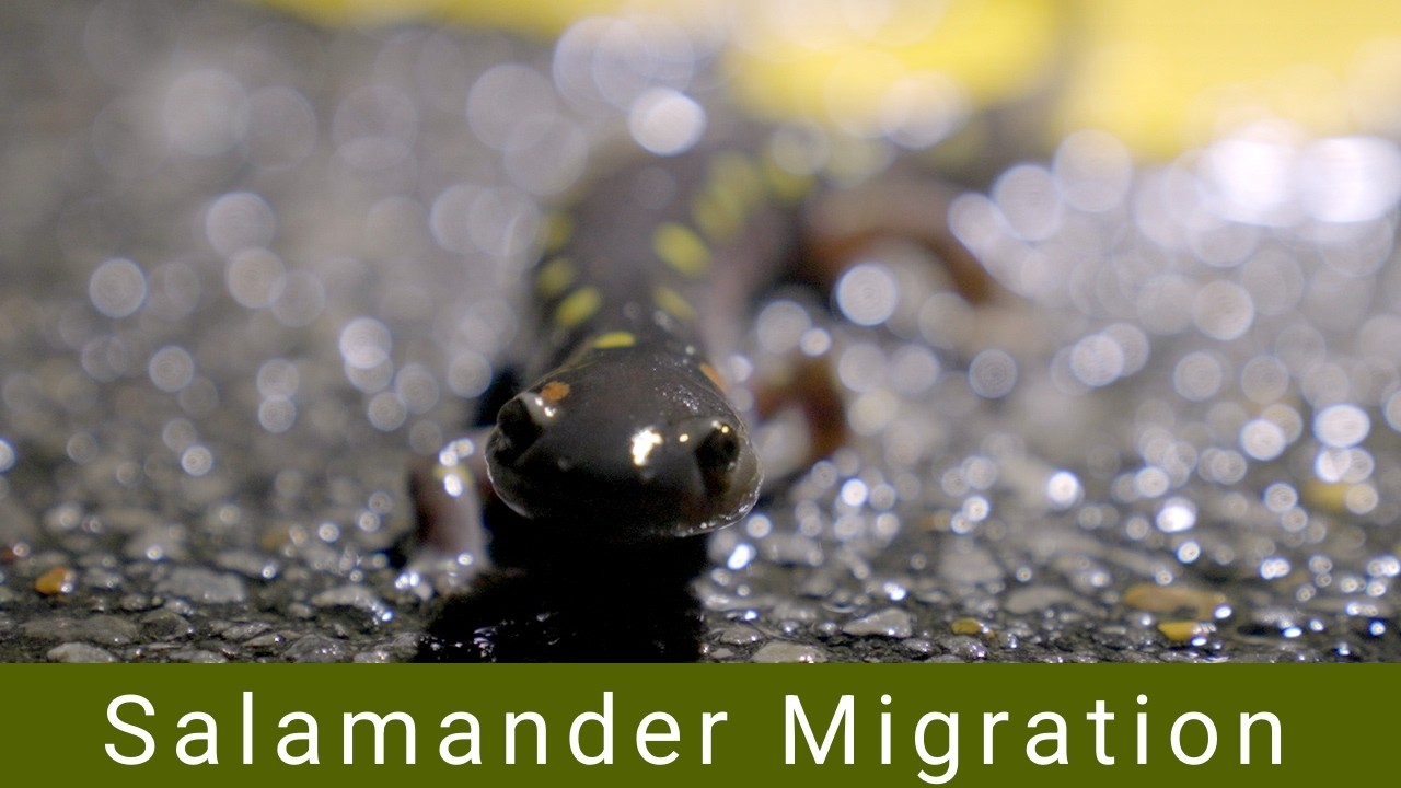 Salamander Migration - YouTube