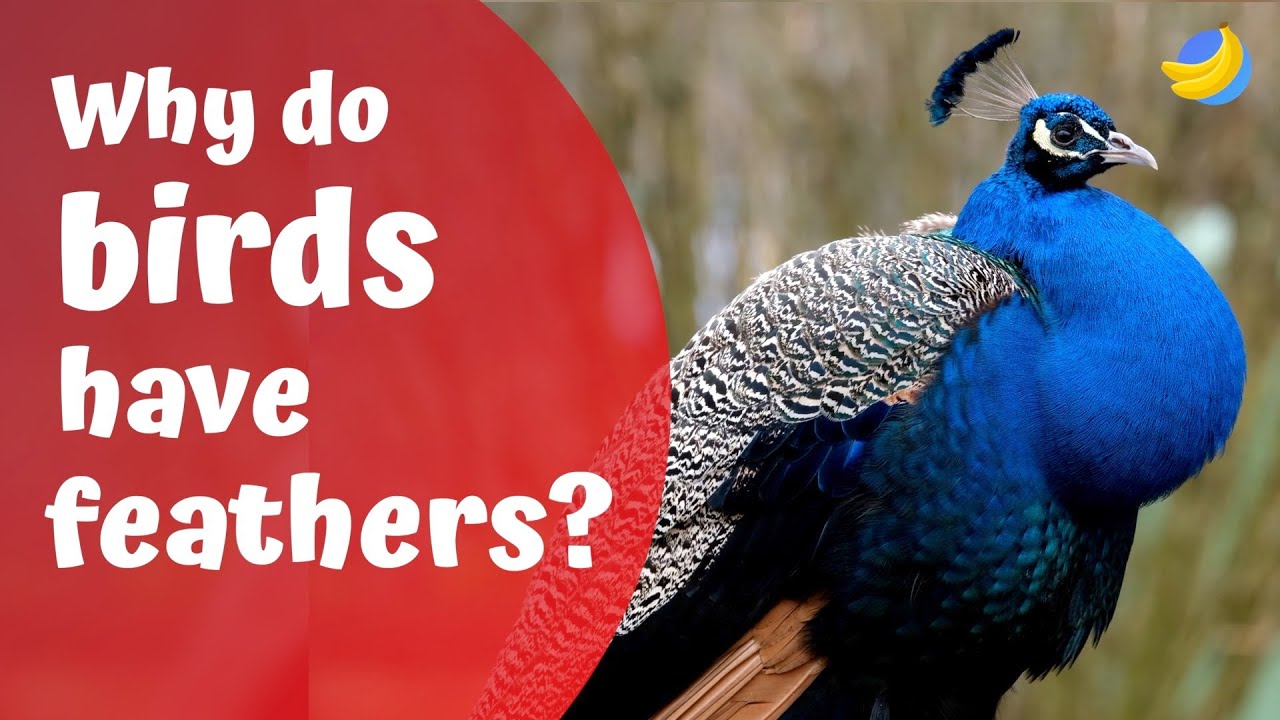 Why Do Birds Have Feathers YouTube Why Do Birds Have Feathers YouTube