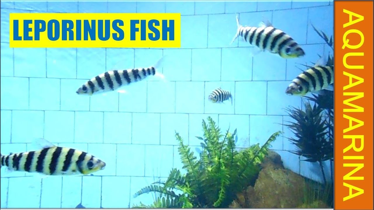 Yellow banded leporinus fish | Beautiful leporinus fasciatus ...