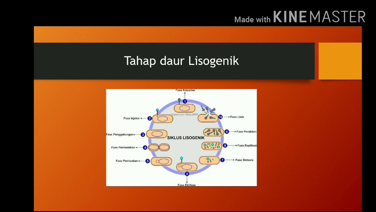 TAHAP DAUR LITIK DAN TAHAP DAUR LISOGENIK - YouTube