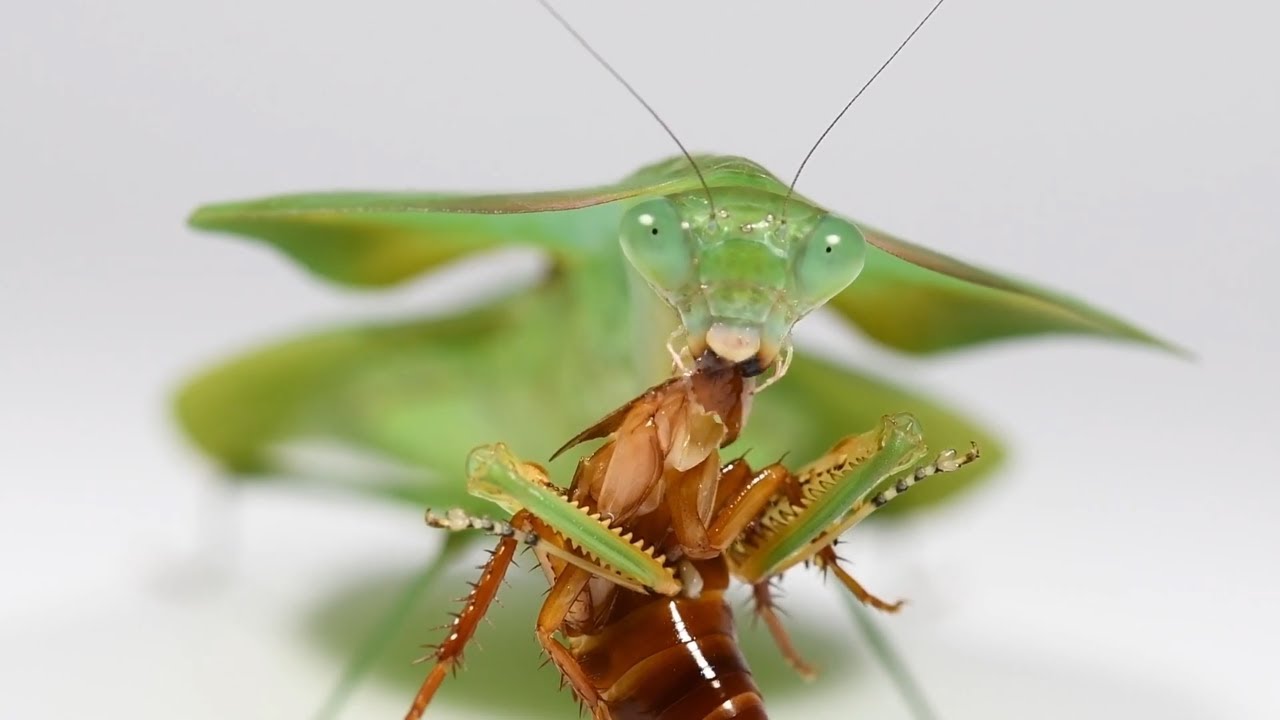Choeradodis Stalii / Giant Peruvian Leaf Mantis / Hooded Mantis - YouTube