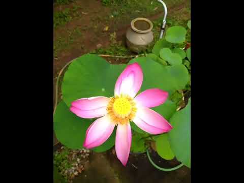 #lotus#nature#whatsapp status