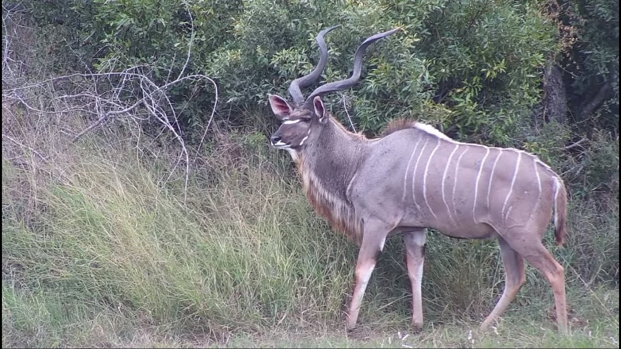 Male greater kudu at Djuma Waterhole - YouTube