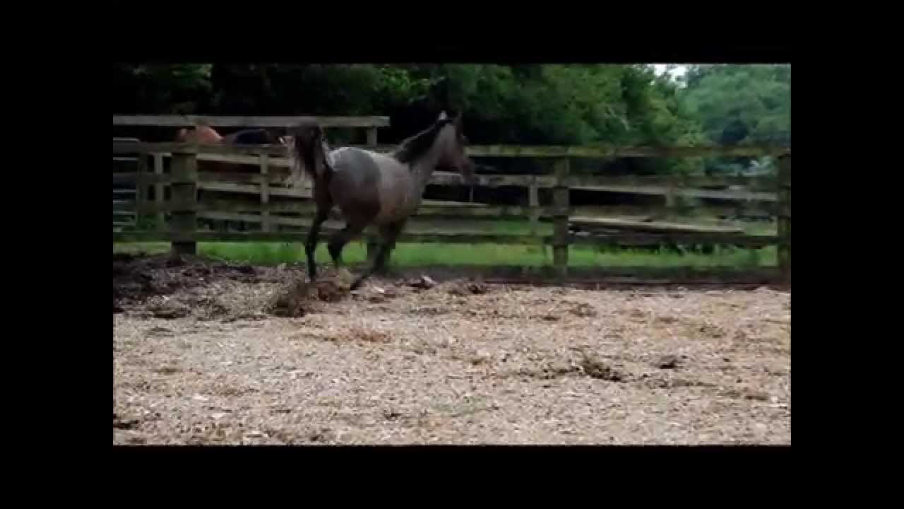Abe Arab Yearling - 2015 - YouTube