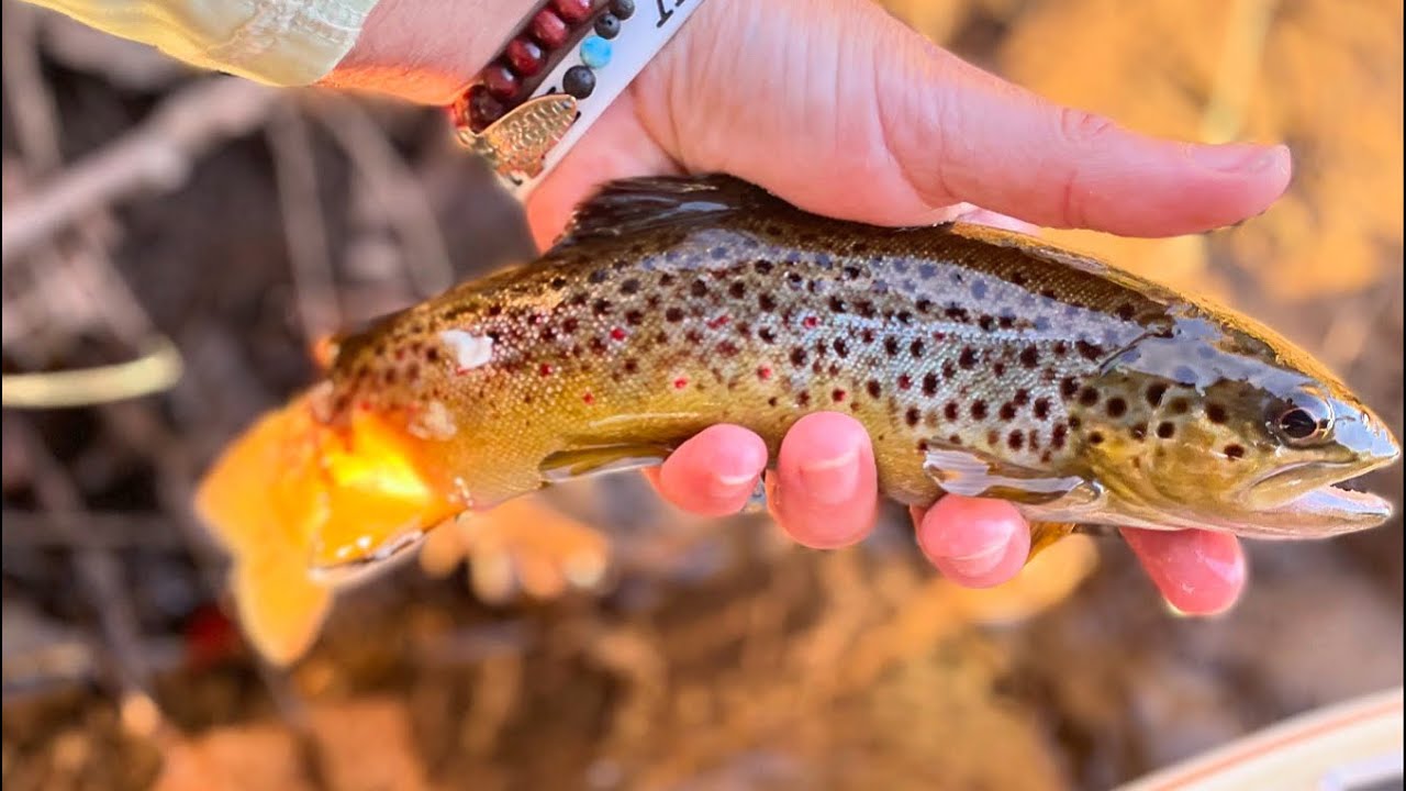 A Trout Bum Story “An October Brown” - YouTube