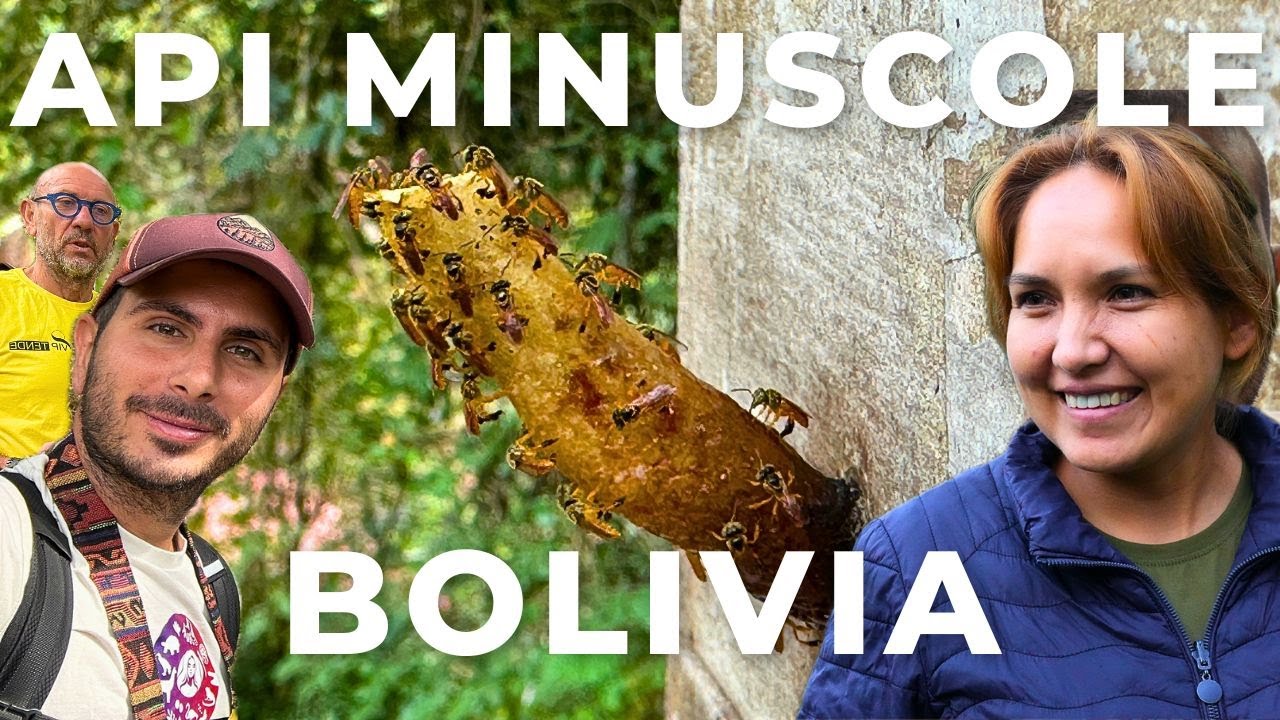 Bolivia - Monteagudo: Le api più piccole del mondo - Progetto Cercando ...