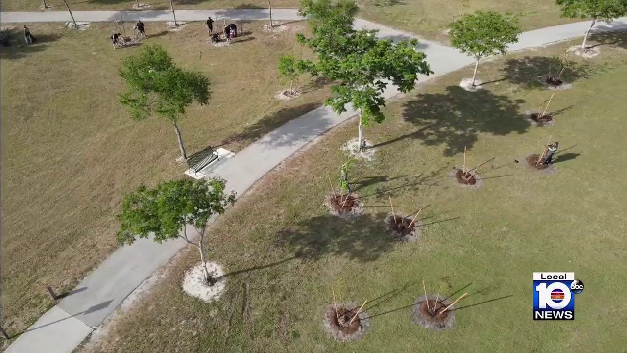 Local 10 launches Green Street campaign aiming to plant 1 million trees ...