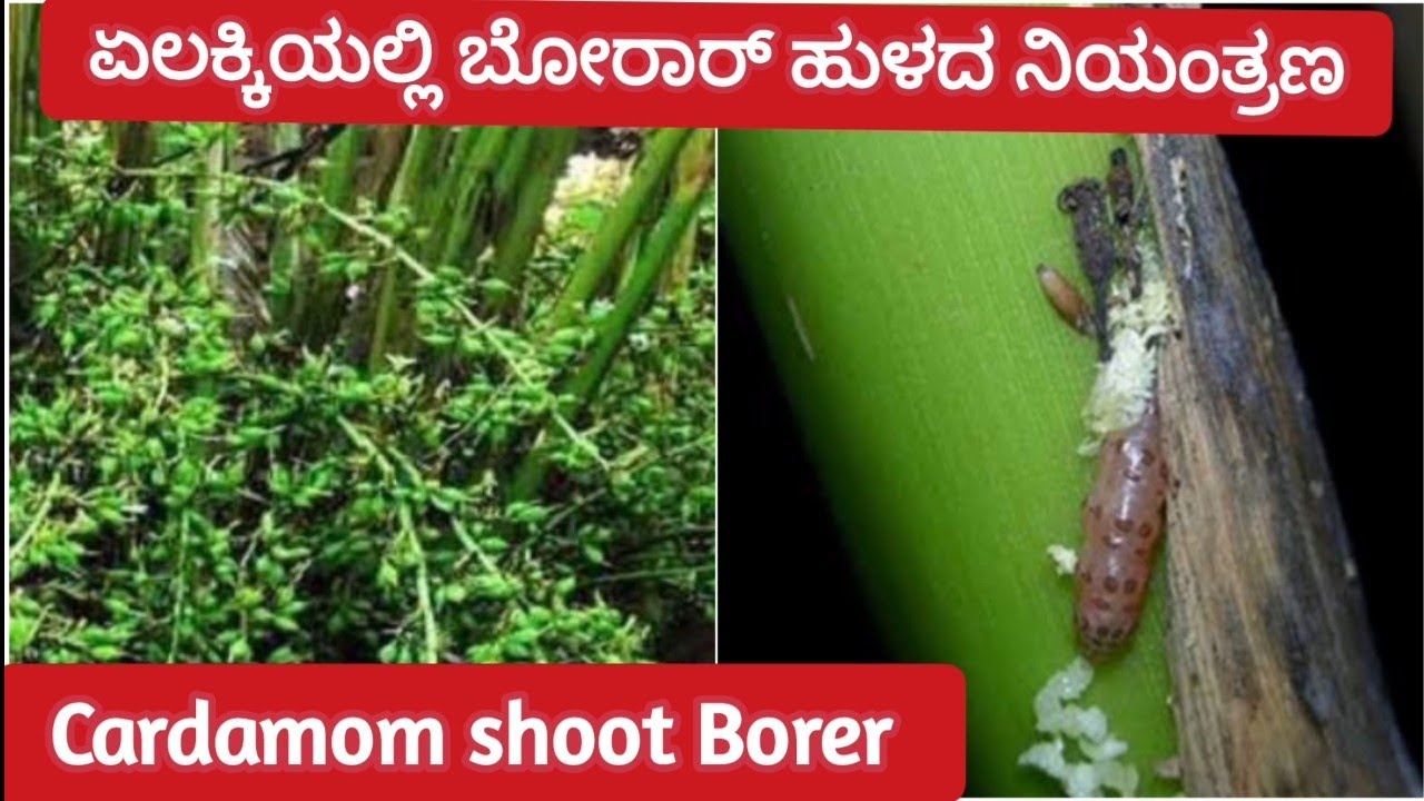 ಏಲಕ್ಕಿ ಕೃಷಿ | ಬೋರರ್ ಹುಳದಿಂದ ರಕ್ಷಣೆ | Shoot borer in cardamom| Cardamom ...