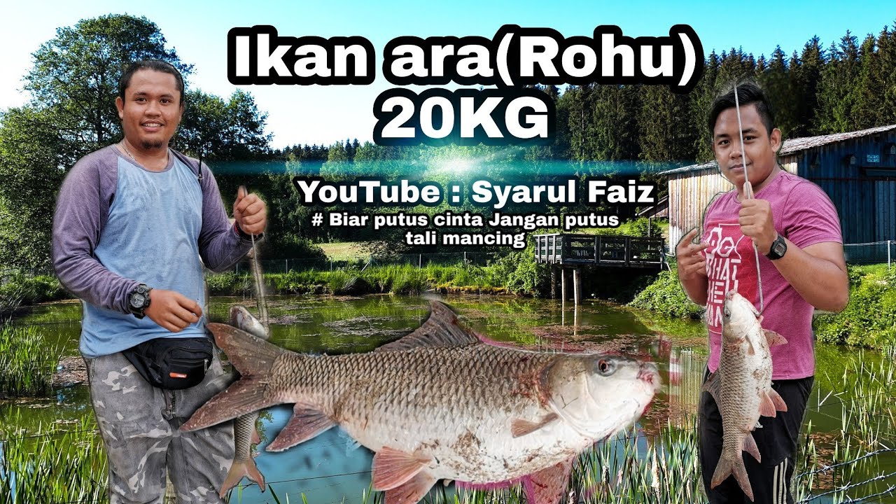 Ikan ara(Rohu) 20kg - YouTube